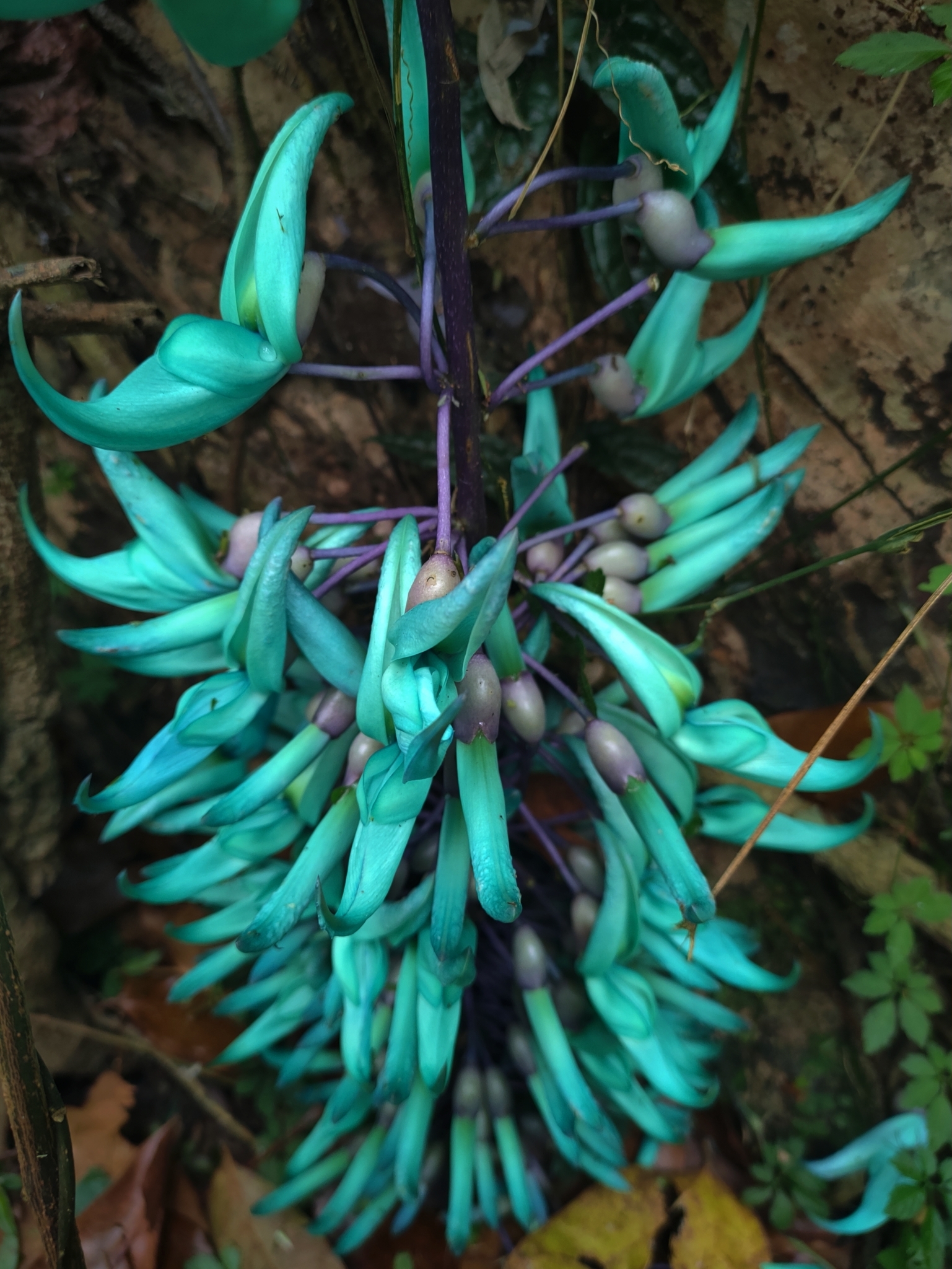 Strongylodon macrobotrys A.Gray