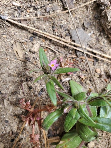 Observations by dr-r · iNaturalist