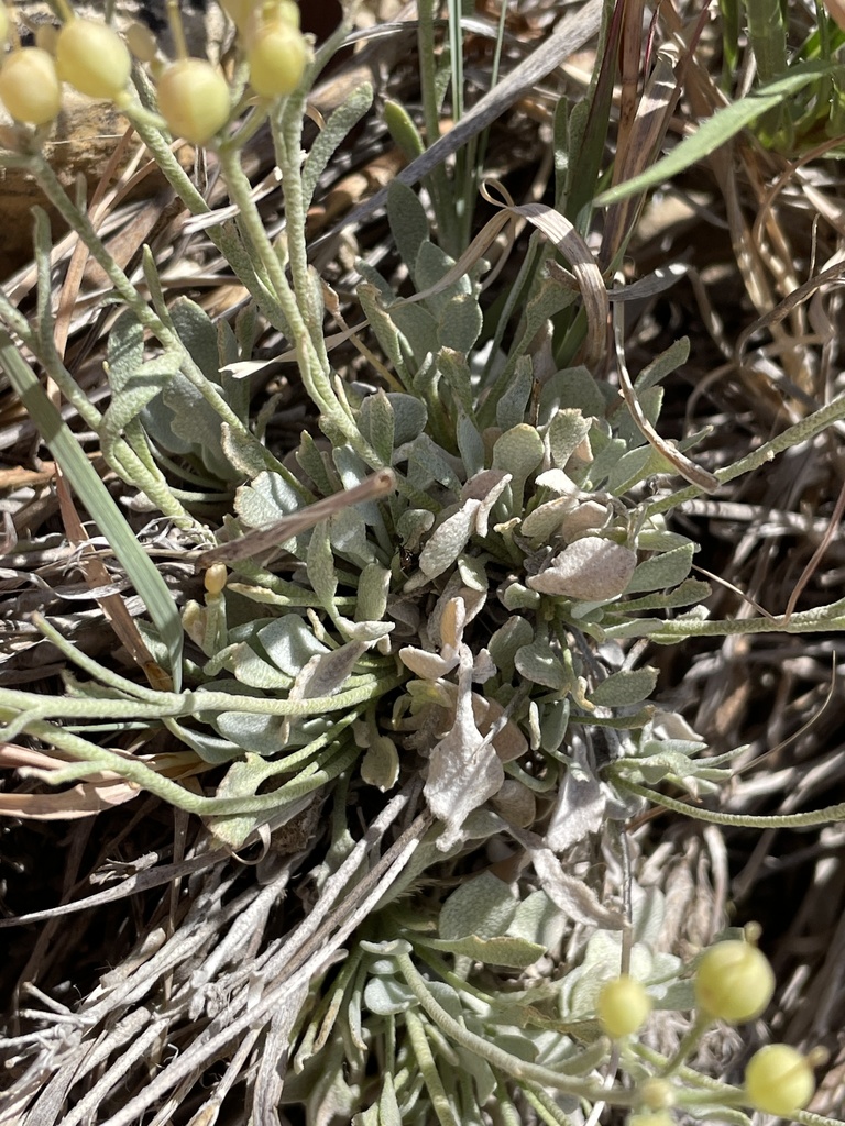 Oval-leaf Bladderpod in May 2022 by christian_nunes · iNaturalist