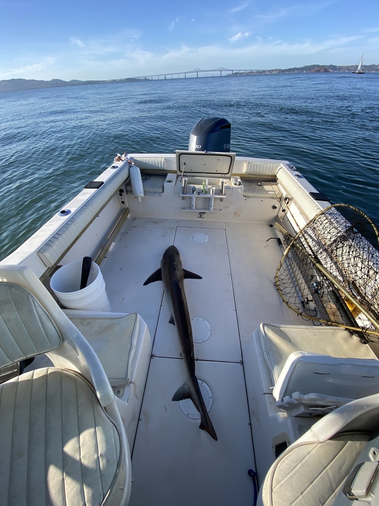 School Shark in May 2022 by jjinsaus. Nearly 6’ long weighed over ...