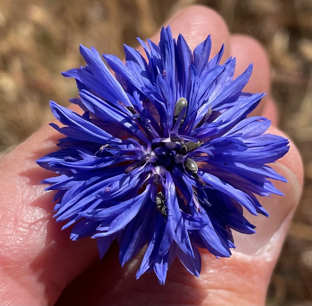 Cornflower from Fort Ord National Monument, Marina, CA, US on May 22 ...