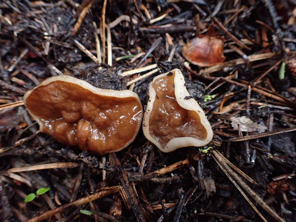 Gyromitra olympiana (Gyromitra (False Morel) species of the USA ...