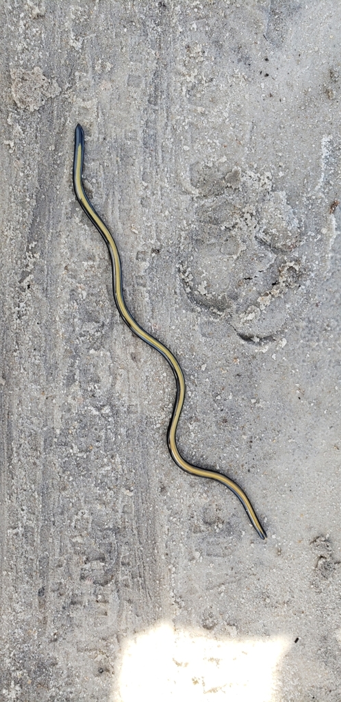 Kenya Beaked Snake from Sita, Mida Creek, Kenya on May 21, 2022 at 09: ...