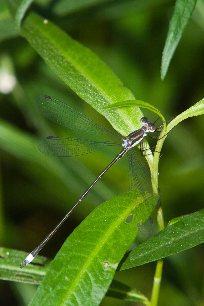 Lestes vigilax (Swamp Spreadwing) (Dragonflies and Damselflies of ...
