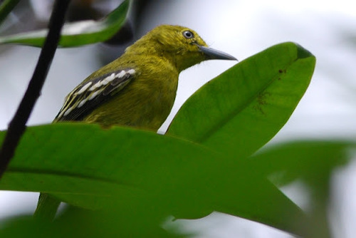 Common Iora (Birds of Singapore) · iNaturalist