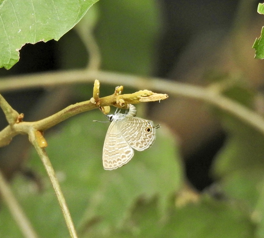 Common Line Blue from Cairns QLD, Australia on May 23, 2022 at 12:00 PM ...