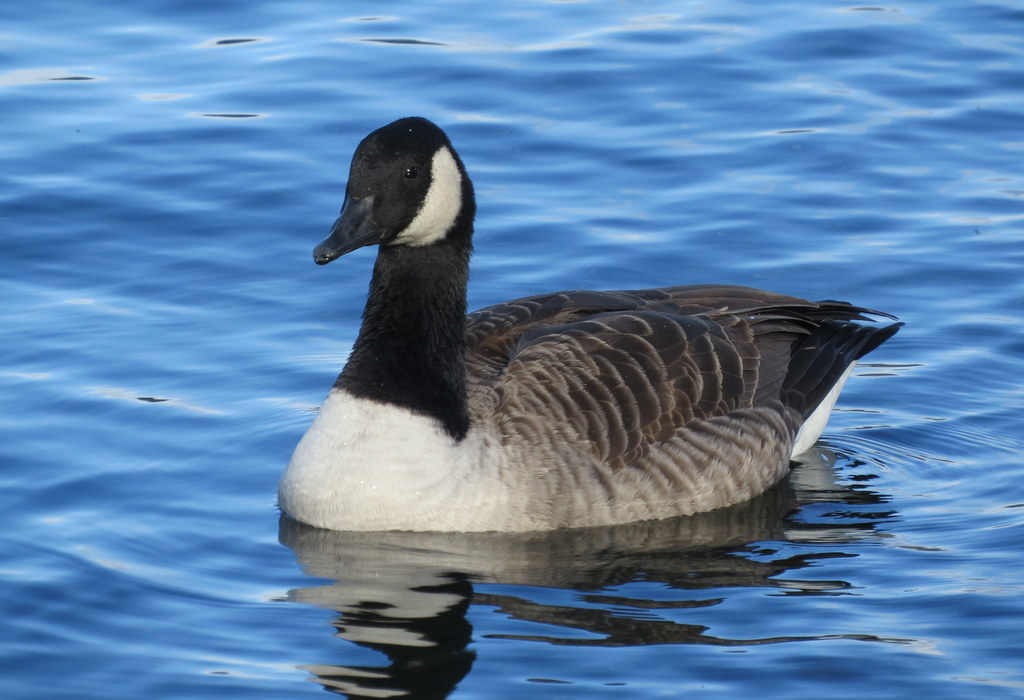 Giant Canada Goose from Southland District, Southland, New Zealand on ...