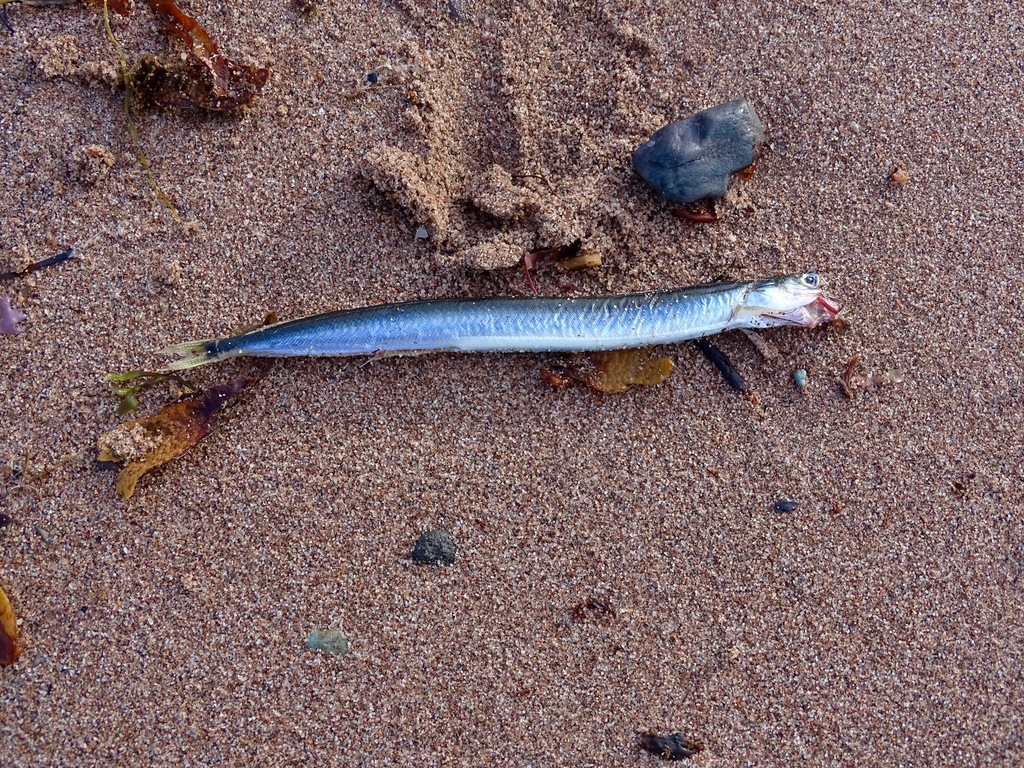 American Sand Lance from 2119 Three Brooks Rd, Pictou, NS B0K 1H0 ...