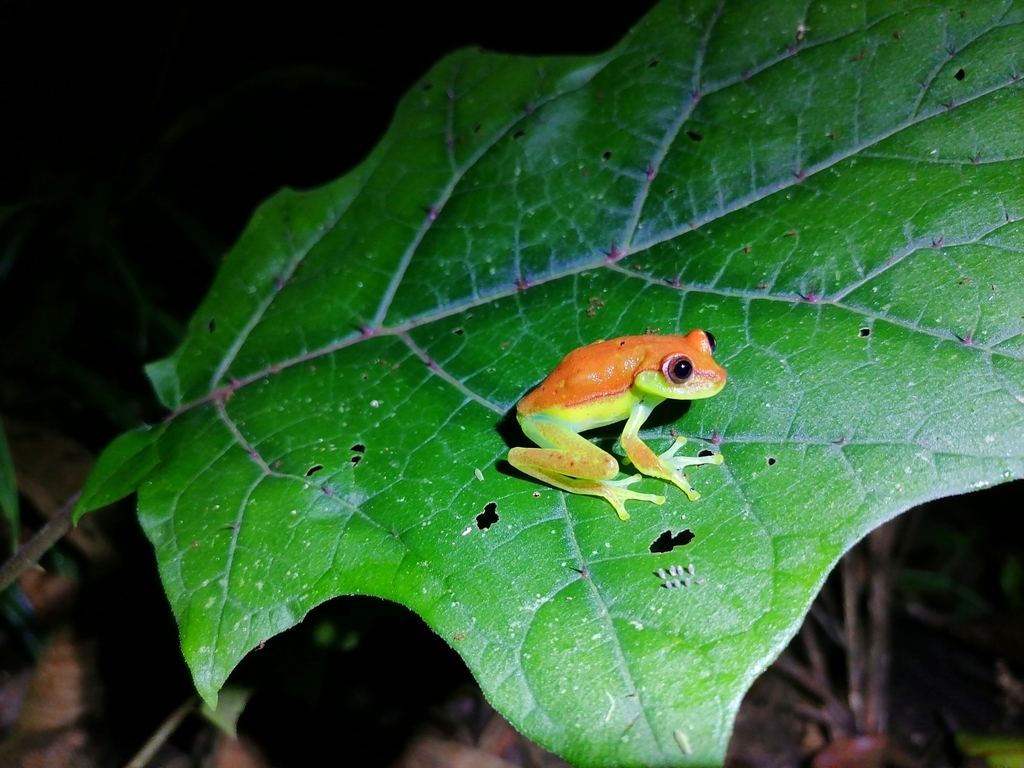 Polka-dot Tree Frog from Tunapuna/Piarco Regional Corporation, Trinidad ...