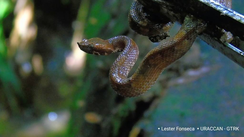 Rainforest Hognose Viper from Indio Maíz Biological Reserve on December ...