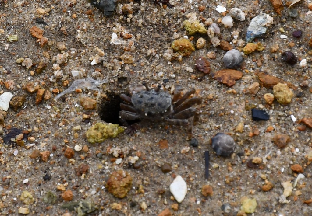 Semaphore Crab from Camden Haven NSW, Australia on May 23, 2022 at 09: ...