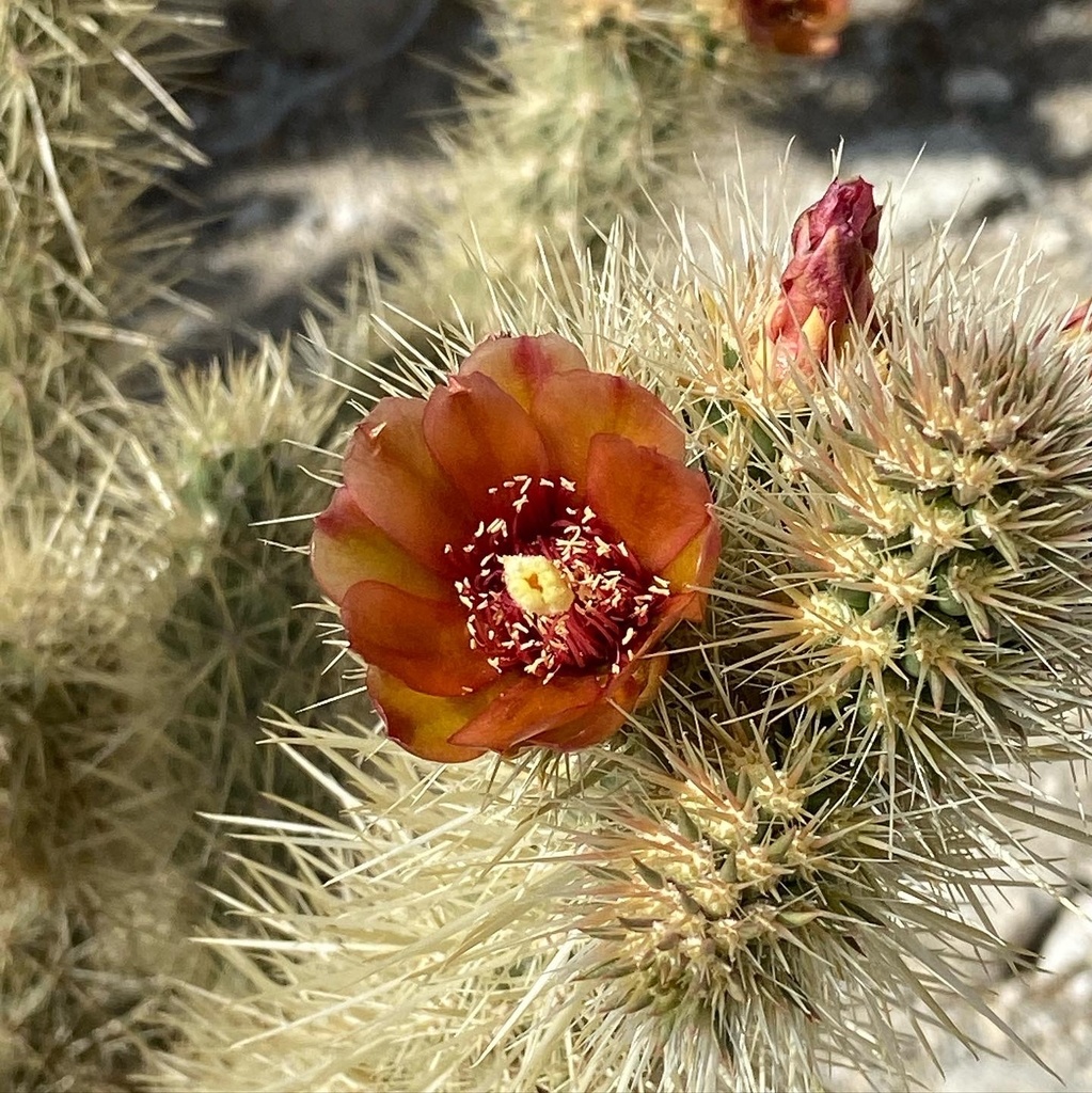wolf's cholla in April 2022 by molly91945 · iNaturalist