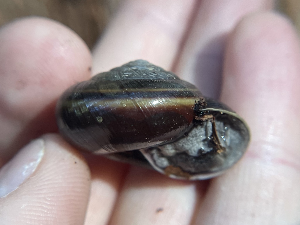 Redwood Shoulderband Snail in May 2022 by Michael A. Voeltz · iNaturalist