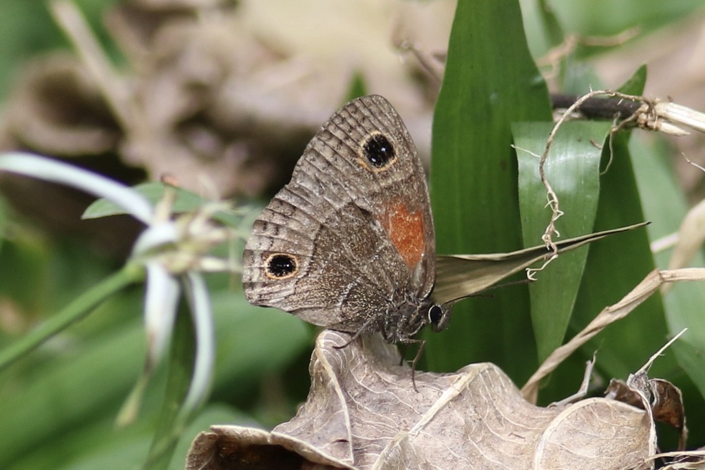 Confused Calisto from Municipio de Sabana de la Mar, Dominican Republic ...