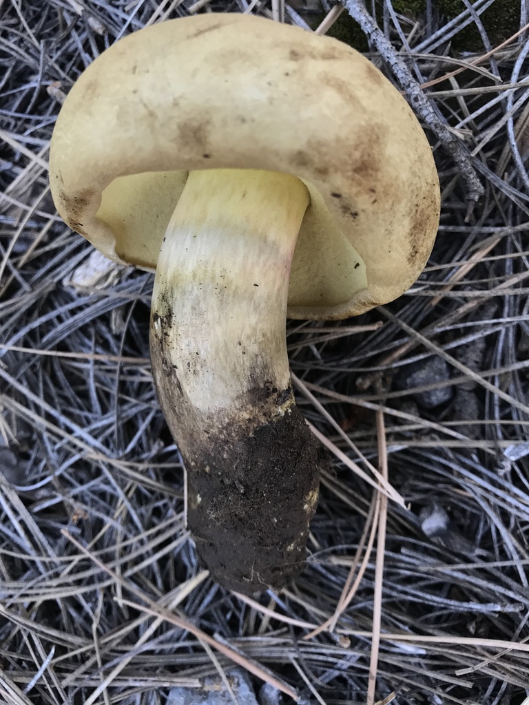 western bitter bolete from Coconino County, AZ, USA on August 31, 2018 ...