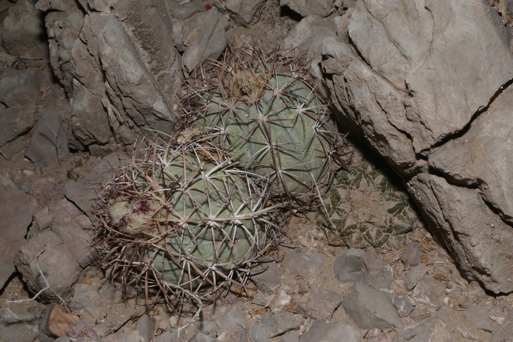 Ariocarpus fissuratus fissuratus in May 2022 by Reid Hardin · iNaturalist