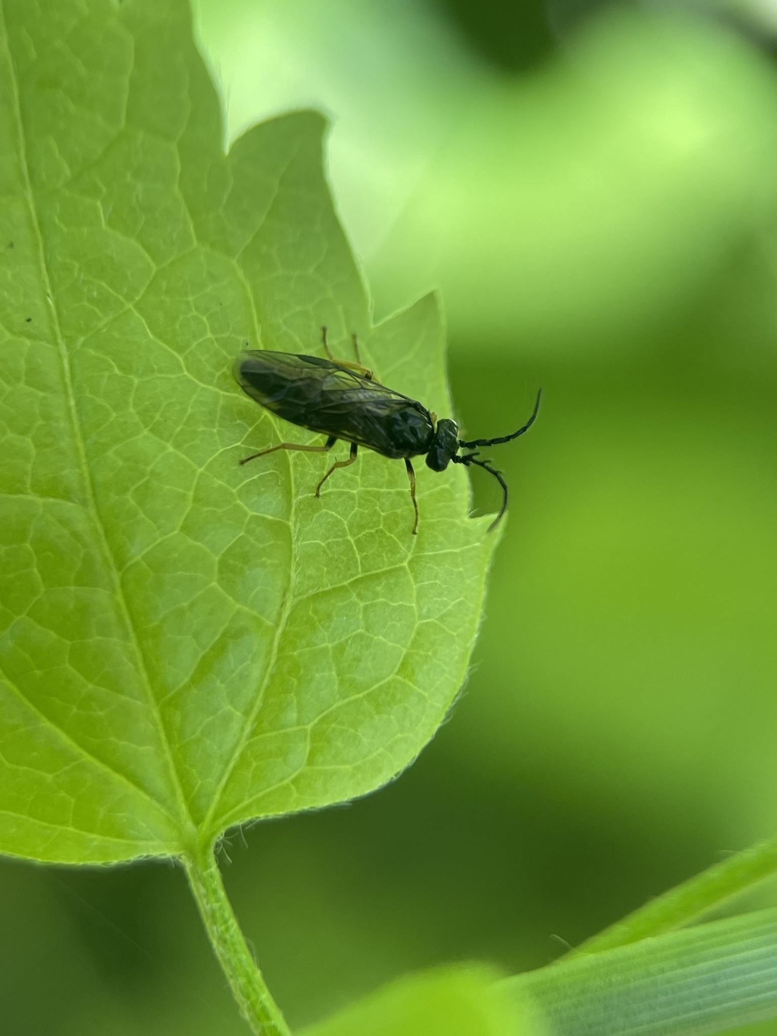 Cladius pectinicornis (Geoffroy, 1785)