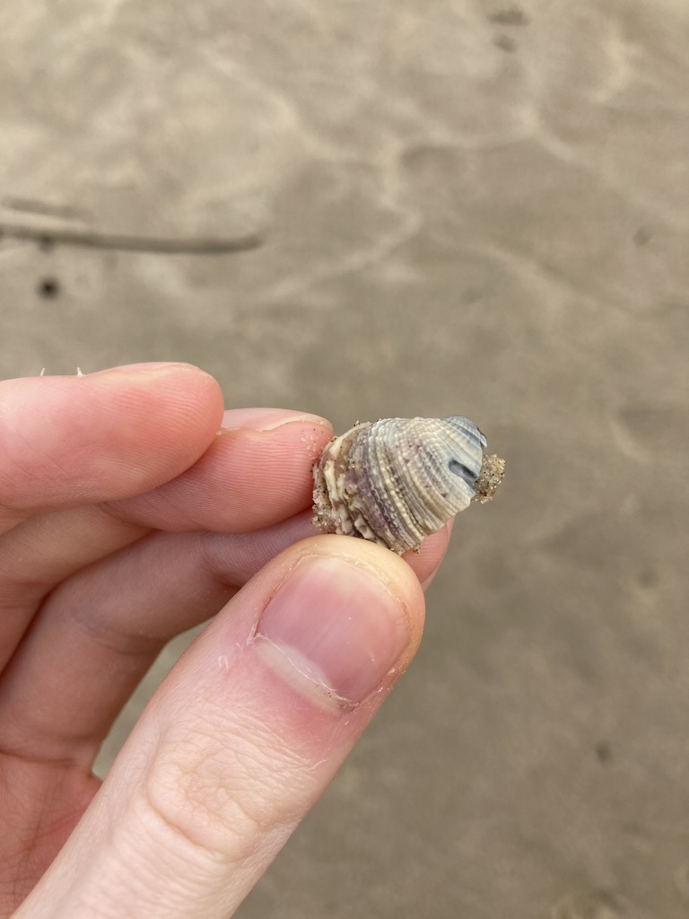 Boring Venus Shell from Camden Haven NSW, Australia on May 23, 2022 at ...