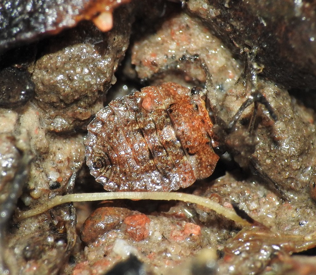 Nerthra from Talegalla Weir QLD 4650, Australia on May 23, 2022 at 12: ...