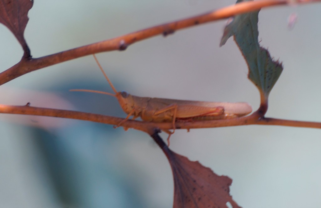 Sharptails from Willare WA 6728, Australia on May 04, 2022 at 10:42 AM ...
