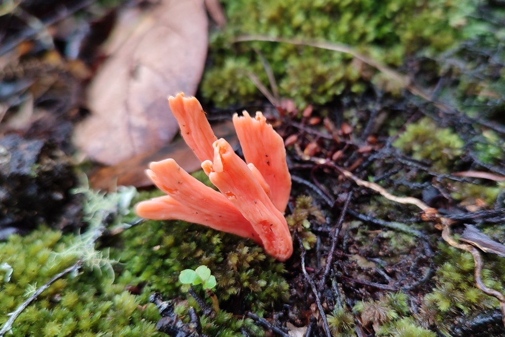 Flame fungus from Pukenui Forest on May 22, 2022 at 12:59 PM by lcolmer ...