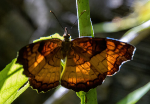 Timor Castor (Ariadne timora) · iNaturalist