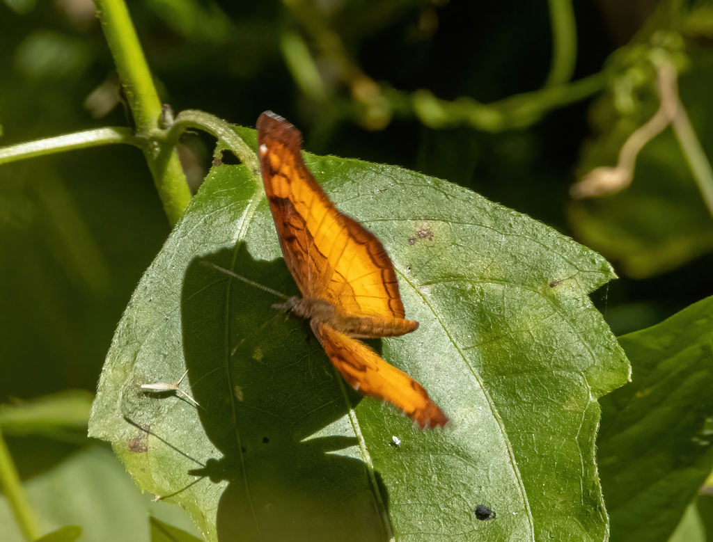 Ariadne timora from Liquica, Timor-Leste on May 23, 2022 at 11:43 AM by ...