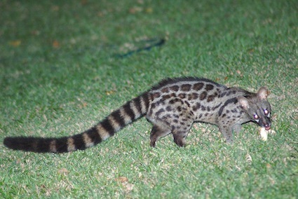Cape Genet from Bazley Beach, 4220, South Africa on December 28, 2007 ...