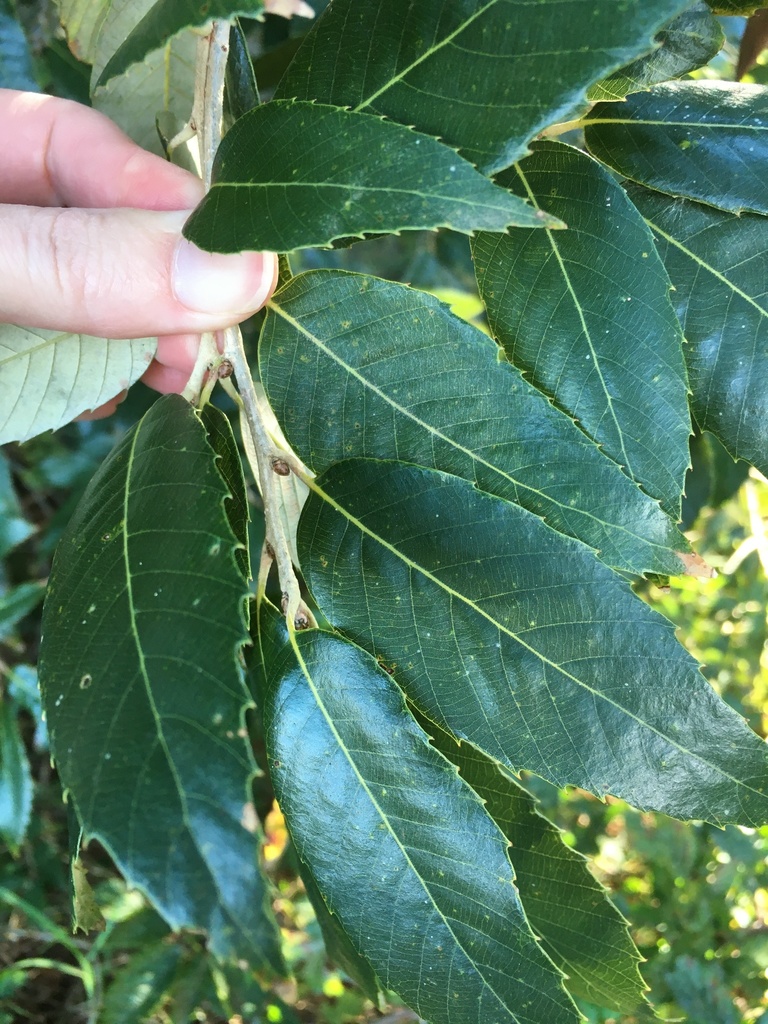Banj (Quercus leucotrichophora) - Botanical Realm