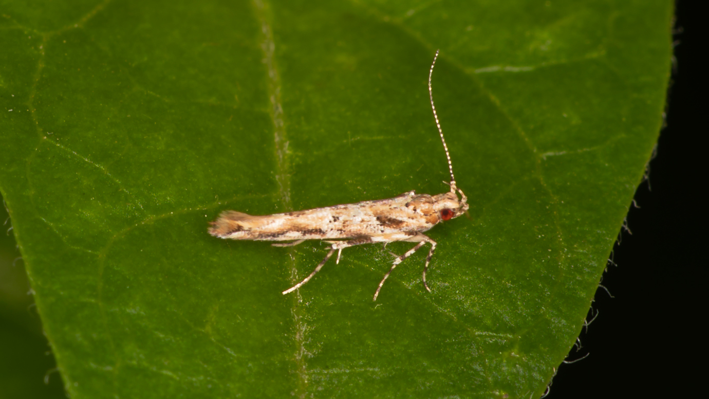 Anatrachyntis rileyi (Walsingham, 1882)