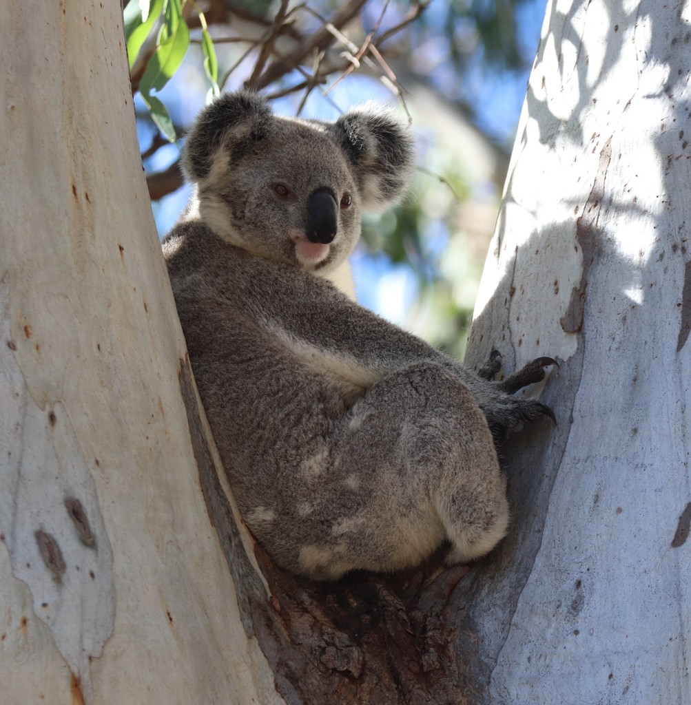 Koala from Narrandera NSW 2700, Australia on May 22, 2022 at 01:09 PM ...