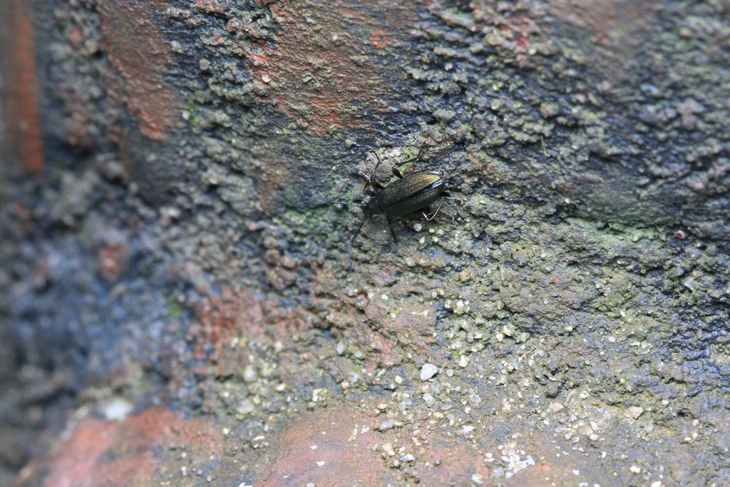 Lagriini from 晋安区, 福州市, 福建省, CN on April 21, 2022 at 01:19 PM by ...