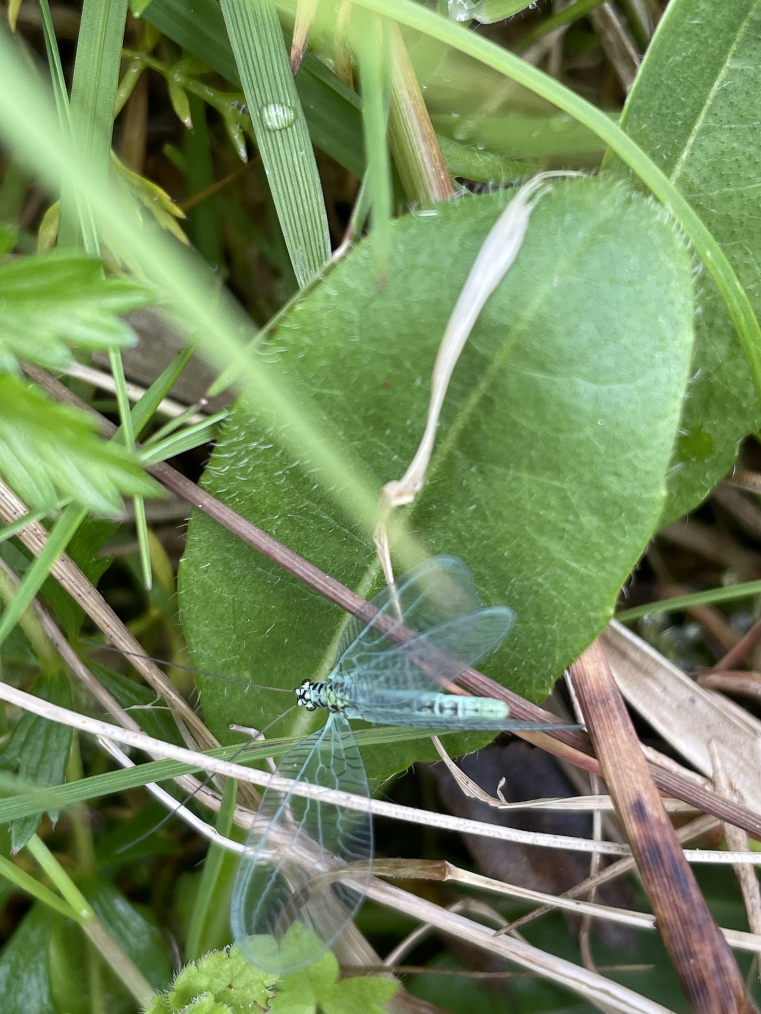 Chrysopa perla (Linnaeus, 1758)