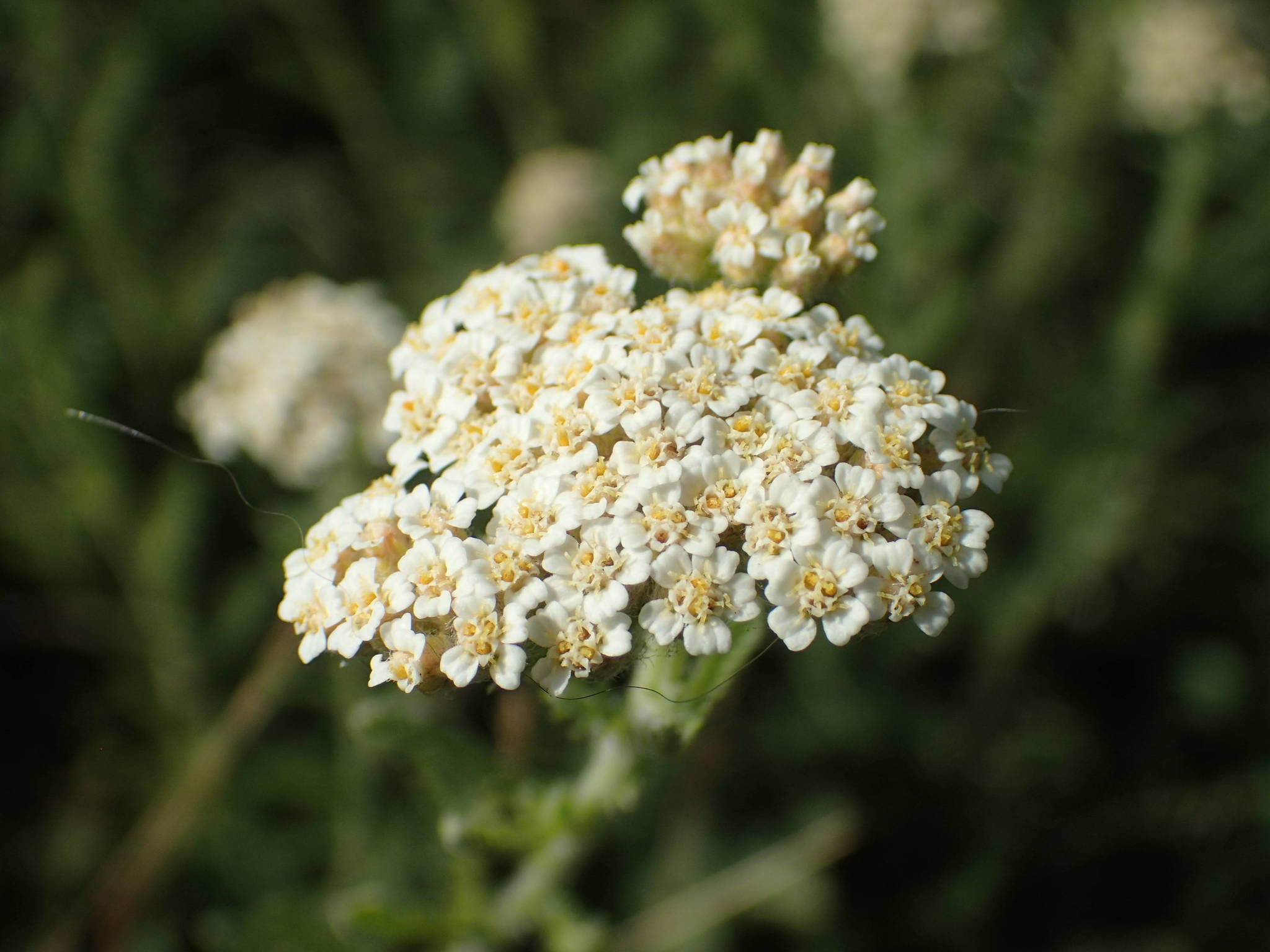 Achillea odorata L.
