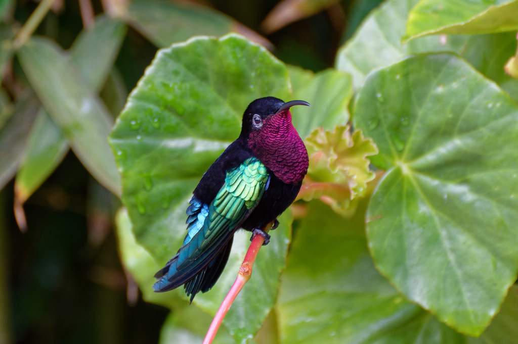 Colibrí caribeño gorjimorado desde Fort-de-France, Martinique el 11 de ...