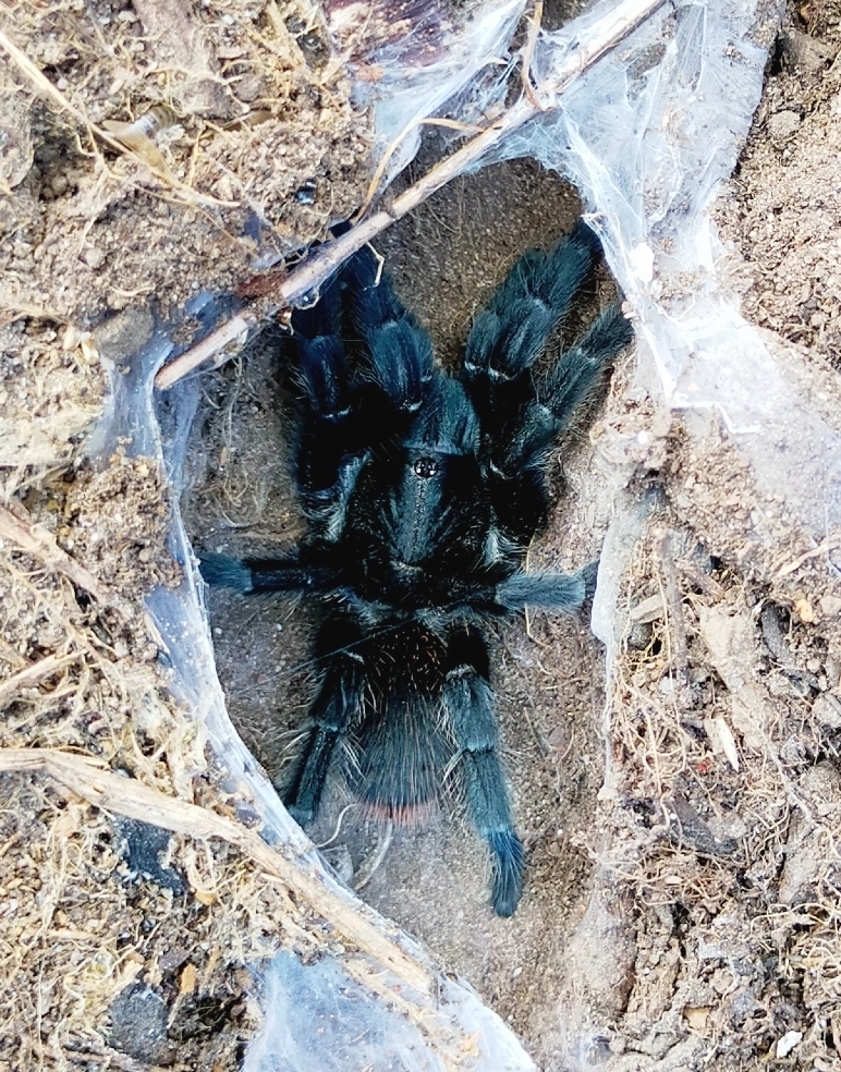 Common Black Baboon Spider from Cape Town, South Africa on May 23, 2022 ...