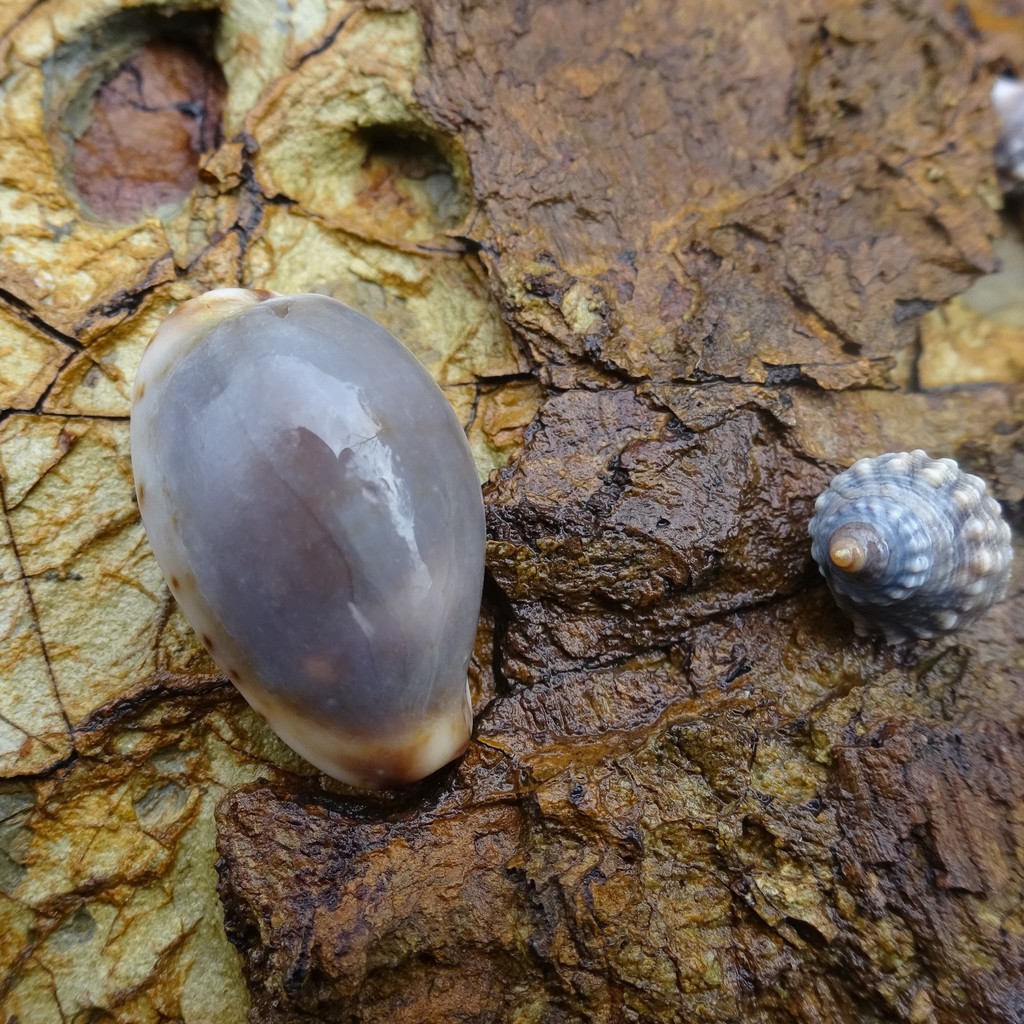 graceful cowrie from Diggers Camp, New South Wales, Australia on May 07 ...