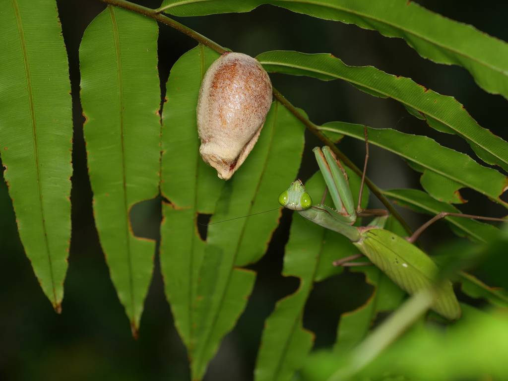 Giant Asian Mantises from Madang, Papua-Neuguinea on May 23, 2022 at 02 ...