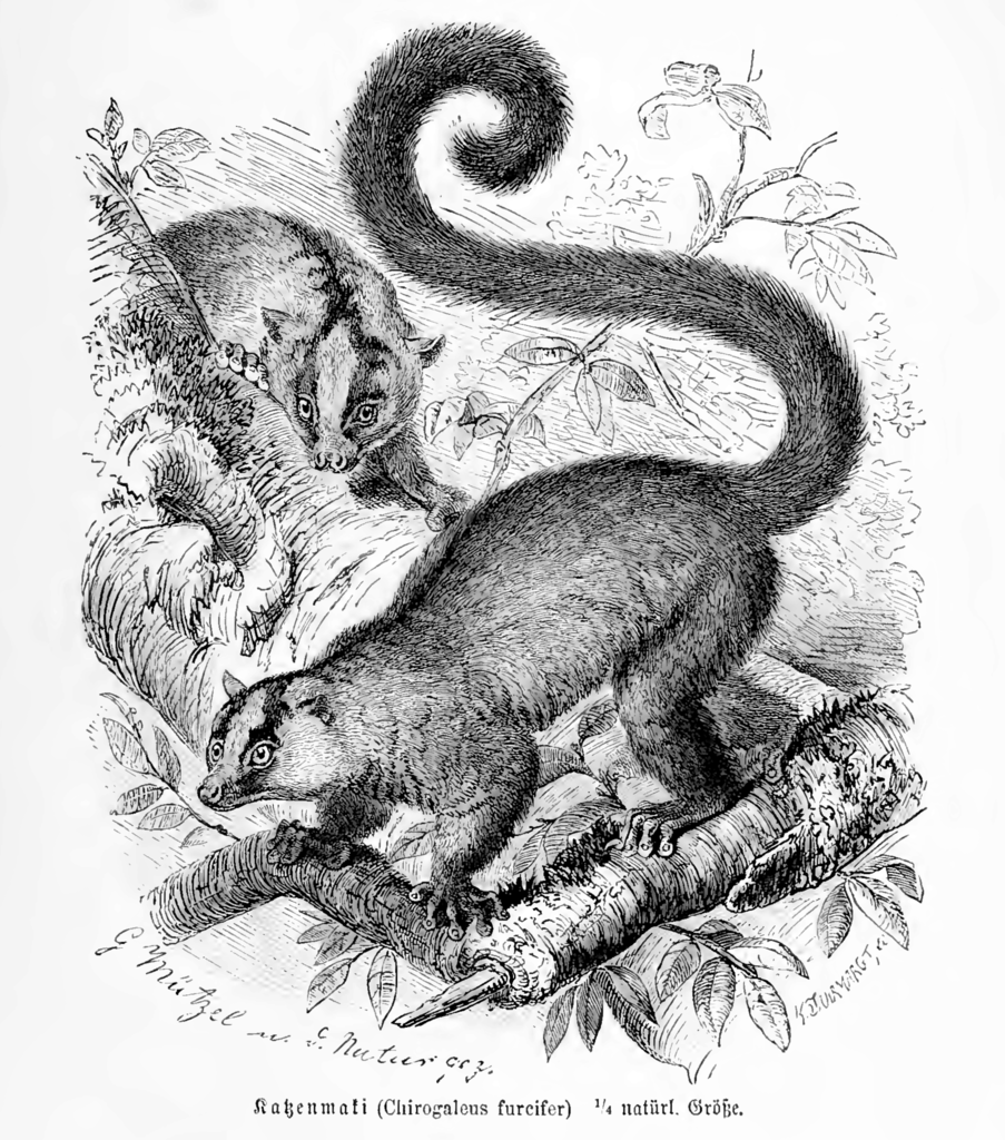 Fork-marked Lemurs (Phaner) - Know Your Mammals