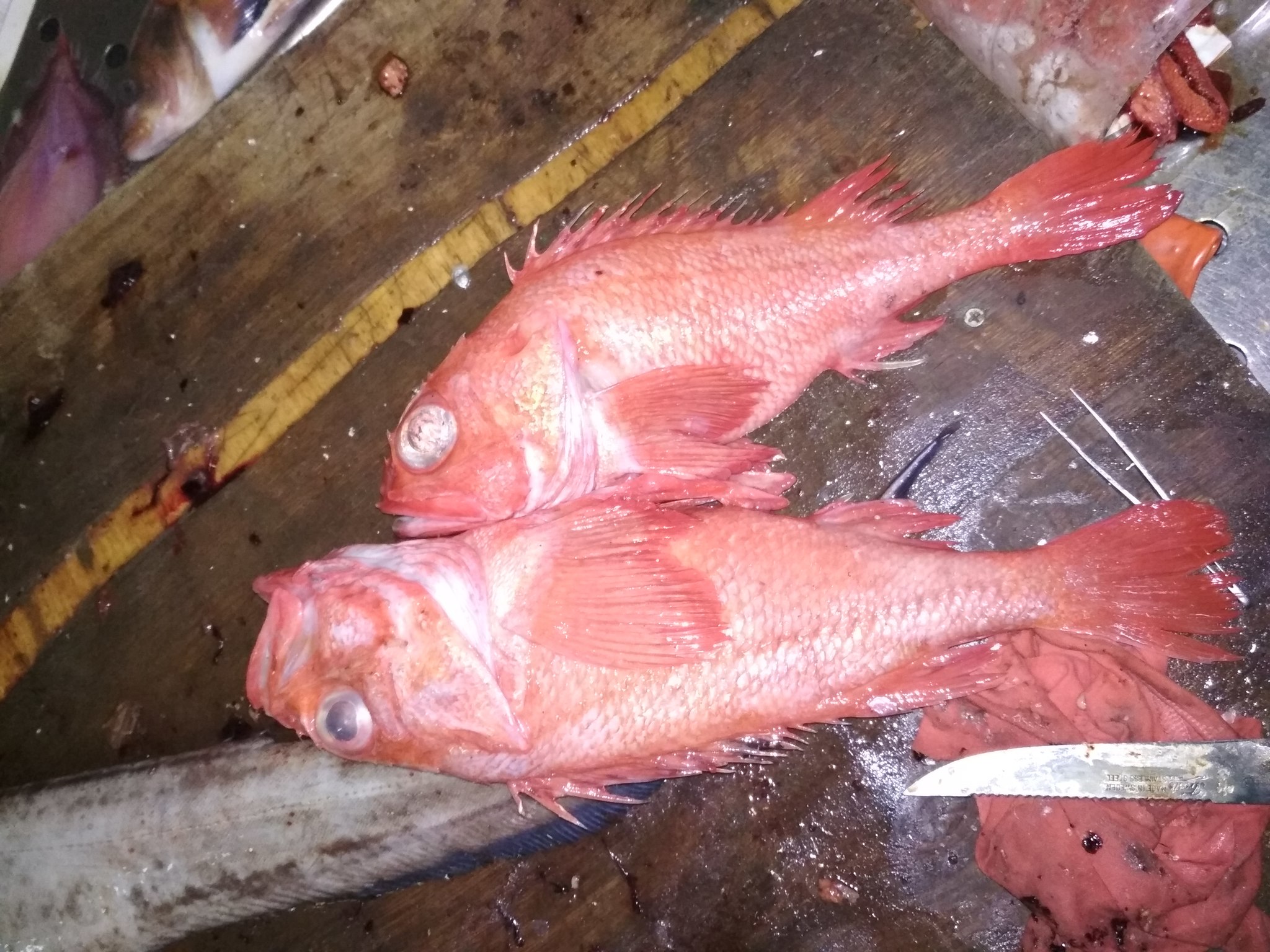 Sebastolobus macrochir (Günther, 1877)