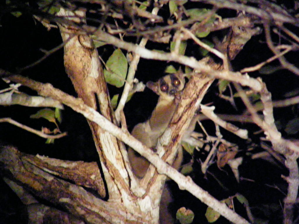 Pale Fork-marked Lemur (Phaner pallescens) - Know Your Mammals