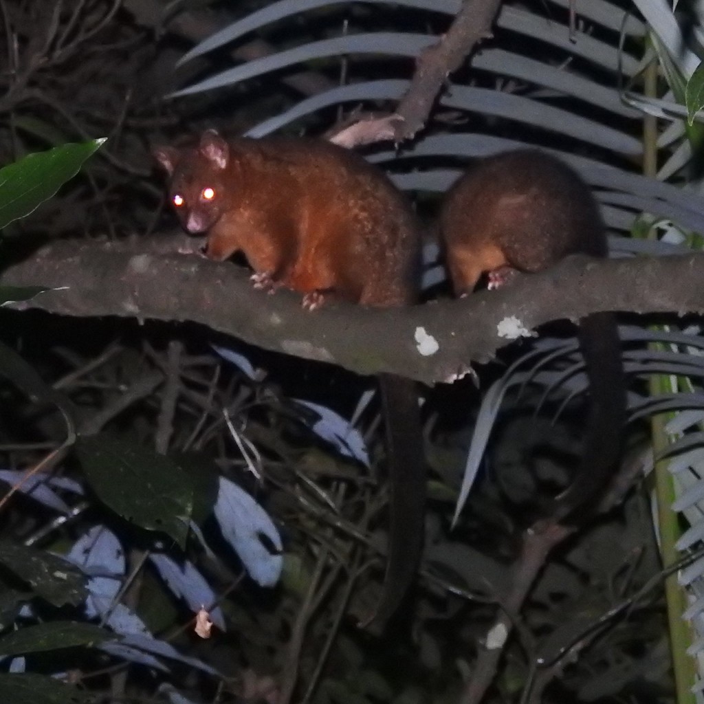 Coppery Brush-tailed Possum (Trichosurus johnstonii) - Know Your Mammals