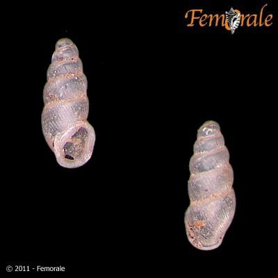 Carychium pessimum · NaturaLista Colombia
