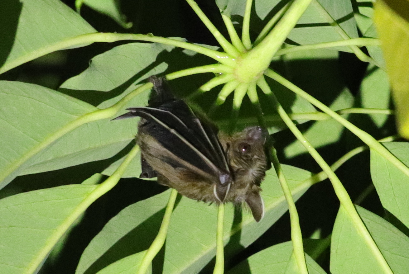 Cynopterus sphinx (Vahl, 1797)