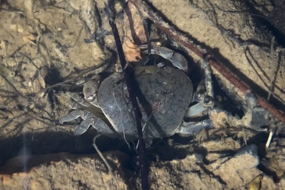 Austrothelphusa transversa (von Martens, 1868)