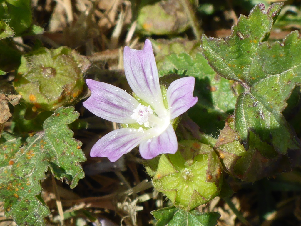 bull mallow from Presidio of San Francisco, San Francisco, CA, USA on ...