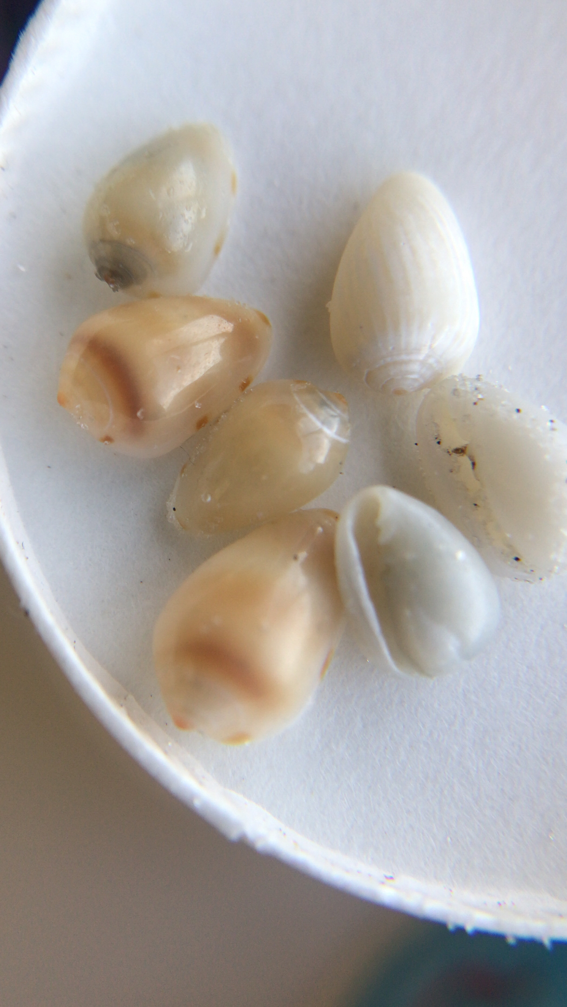 Prunum apicinum (Menke, 1828)