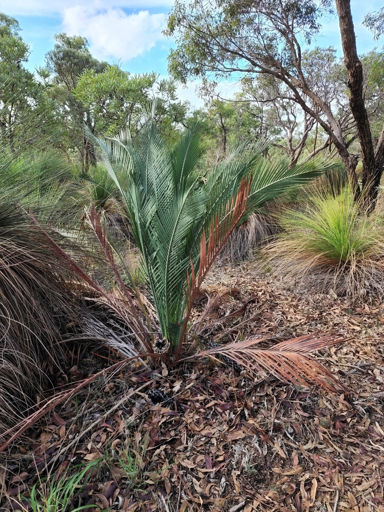 Macrozamia fraseri from Warwick WA 6024, Australia on May 23, 2022 at ...