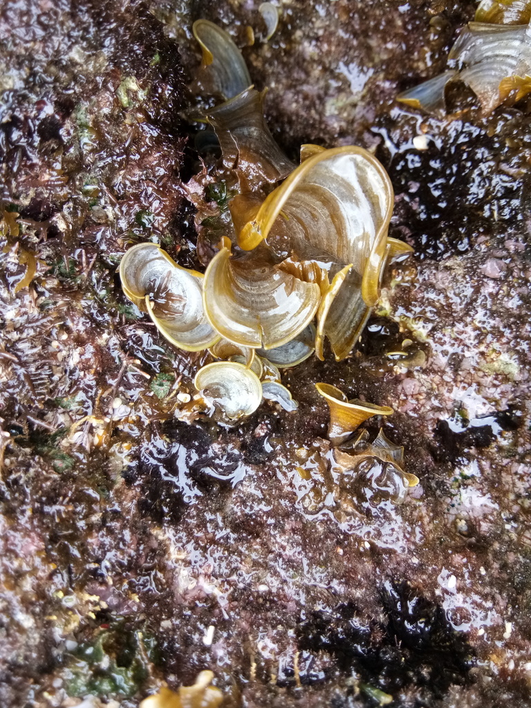 Mermaid's Fan Seaweeds from North Halmahera Regency, North Maluku ...