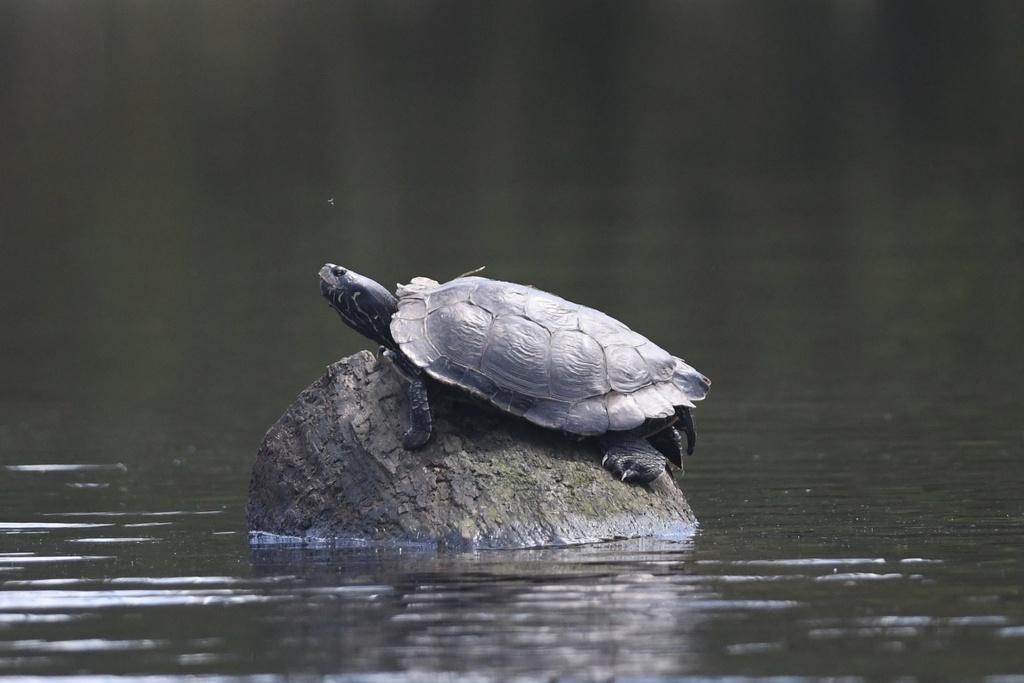 Northern Map Turtle in May 2022 by Sarah Lamond · iNaturalist